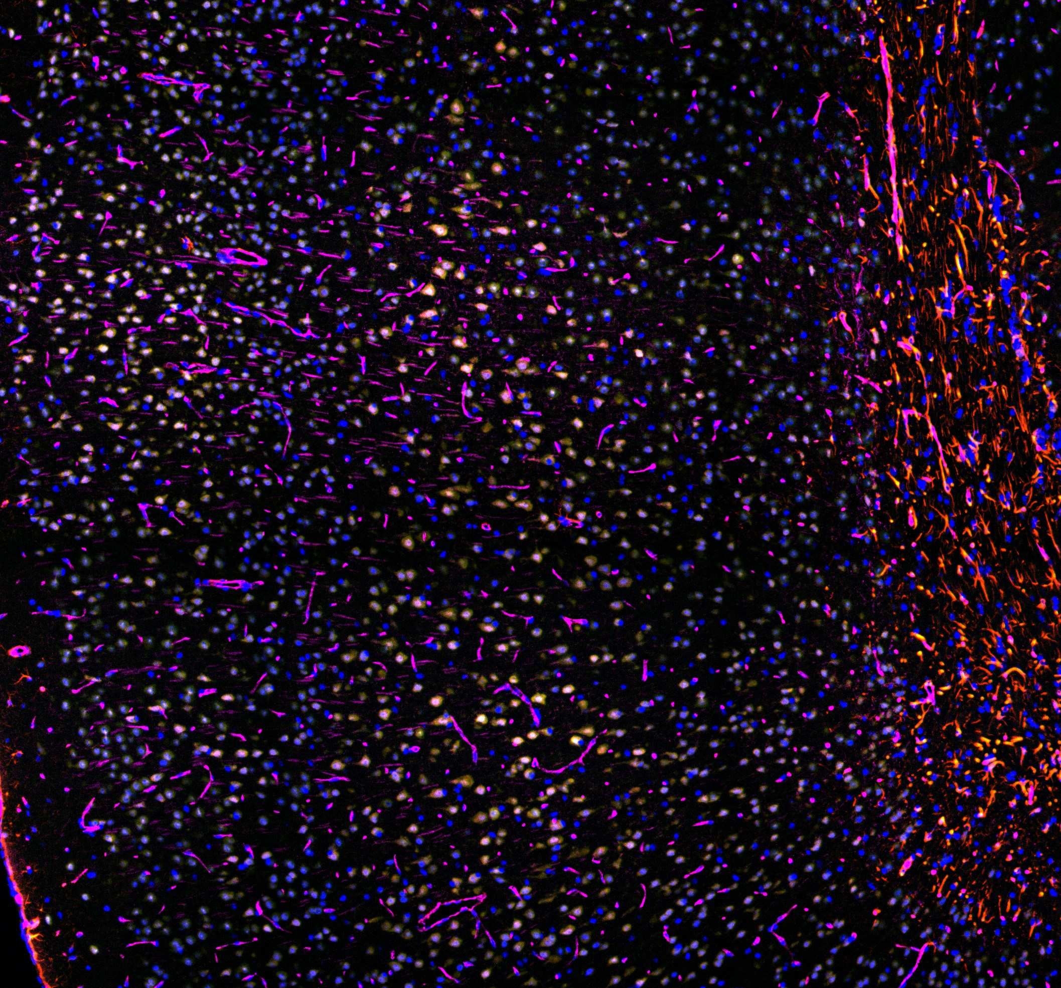 Immunofluorescence (IF) - Wax-it Histology Services Inc.